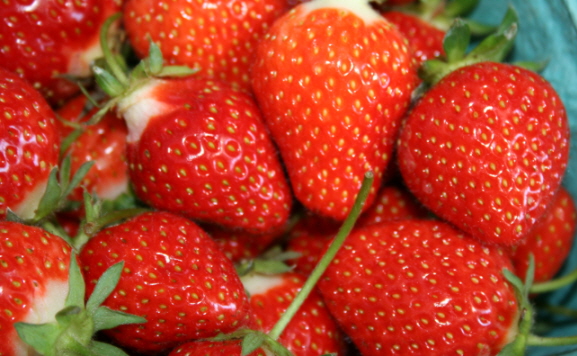 25 Allstar Strawberry Plants